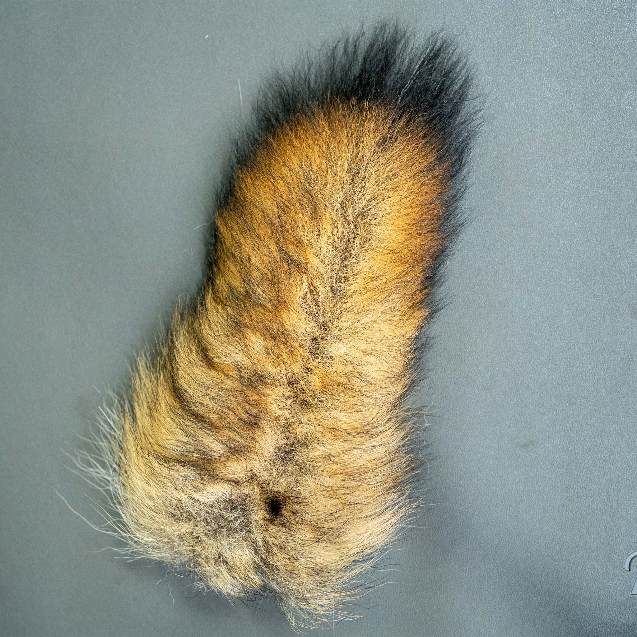 The Fly Hair Co. - Full Coyote Tail – Tailwater Outfitters